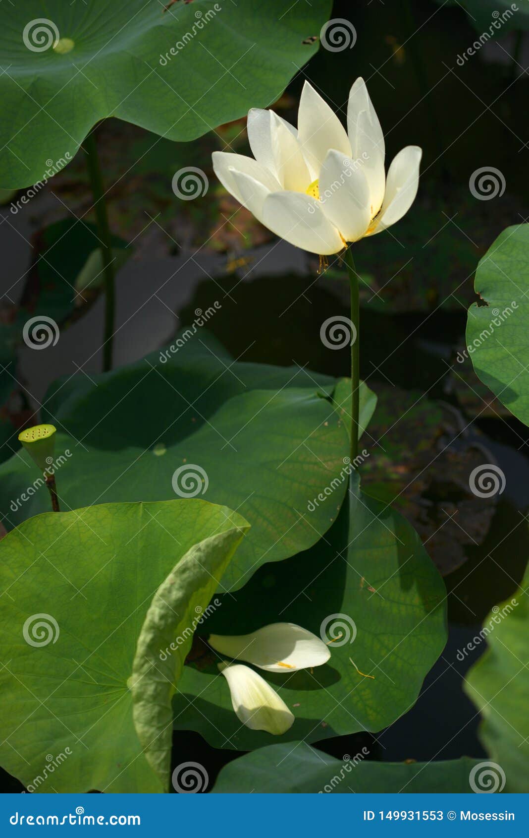 White Lotus Lily Core and Fallen Petal Stock Image - Image of fallen ...