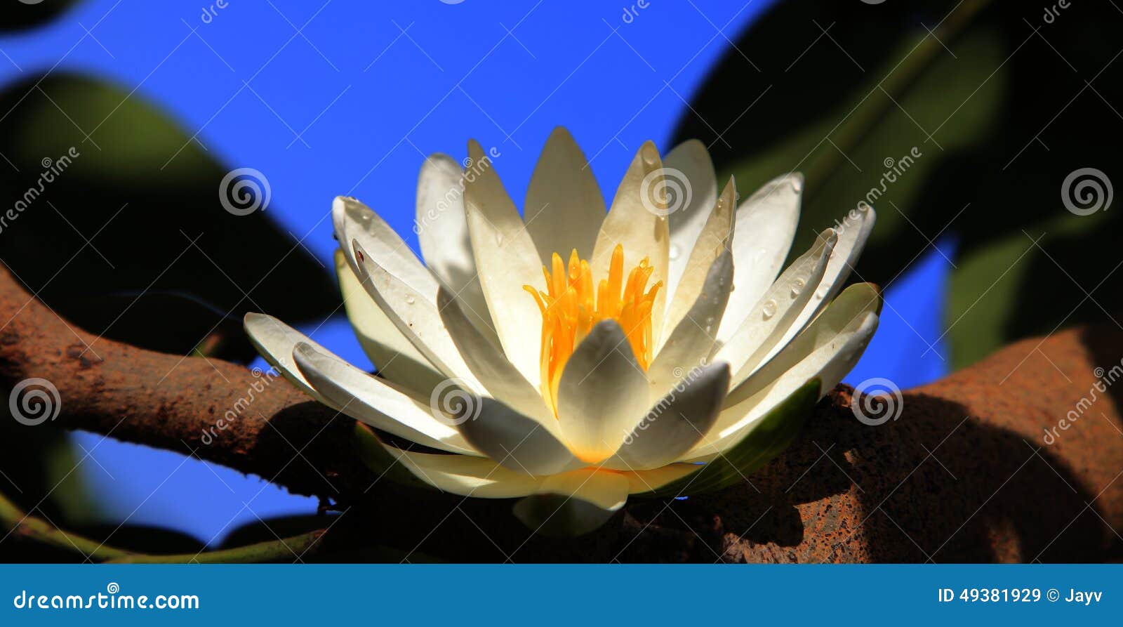 White Lotus stock image. Image of leaf, blooming, water - 49381929