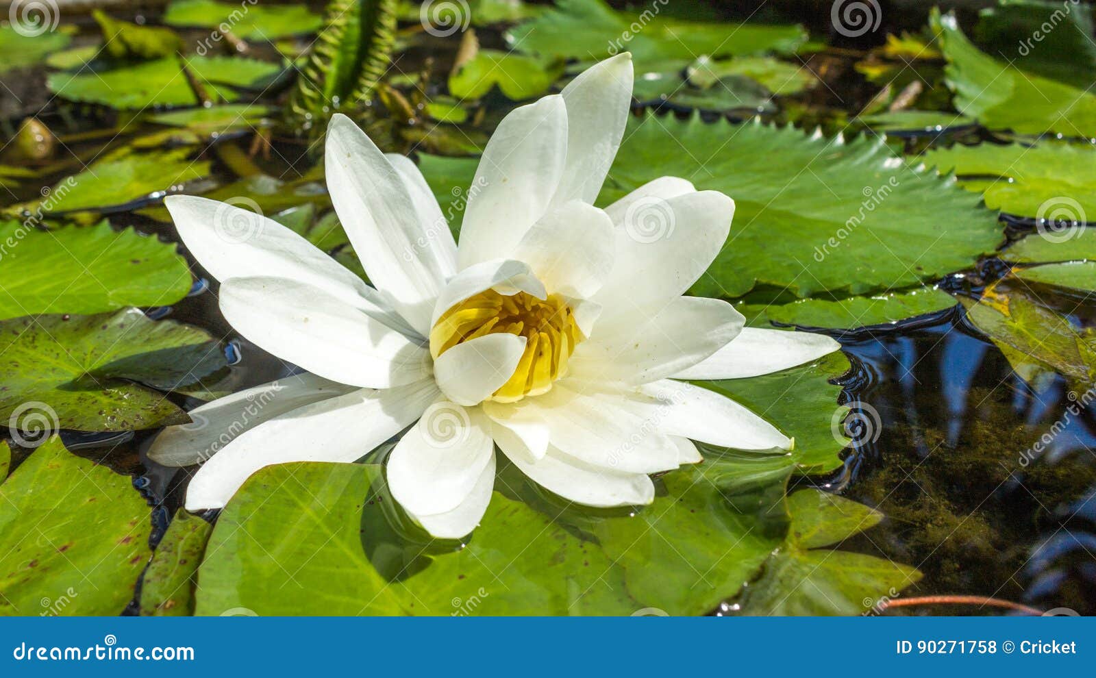 White lotus stock photo. Image of floral, natural, orchid - 90271758