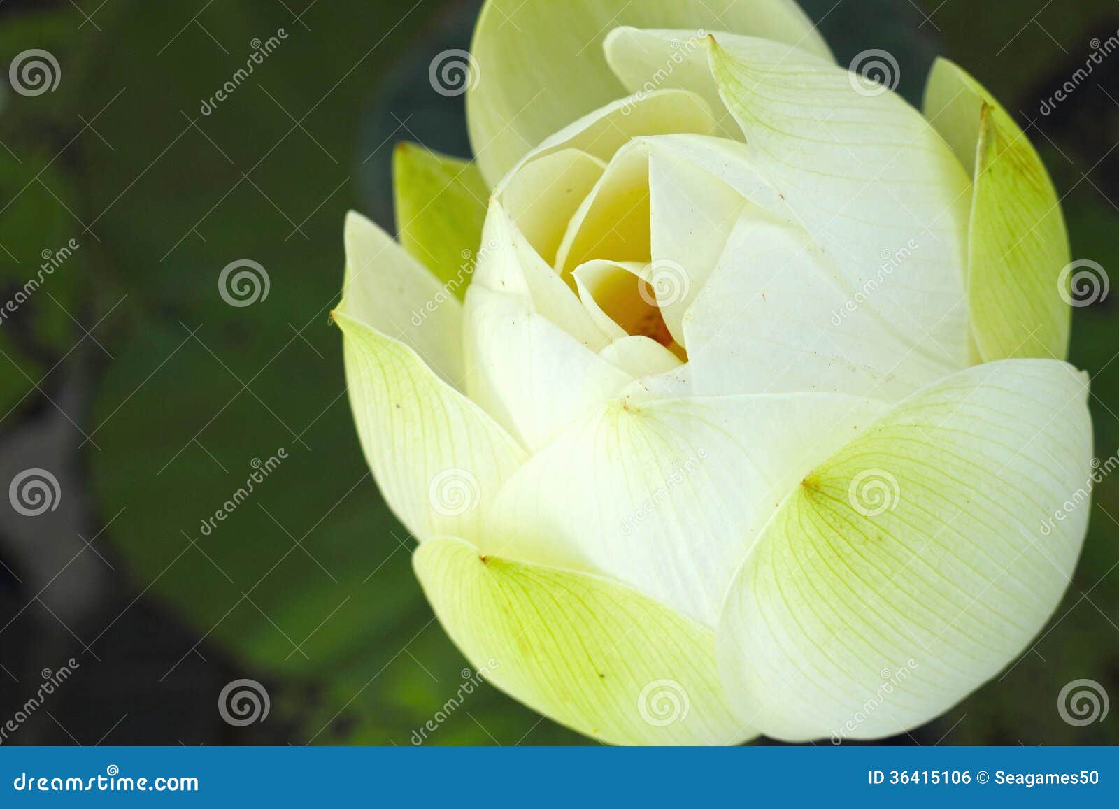 White lotus in the nature stock photo. Image of ecosystem - 36415106