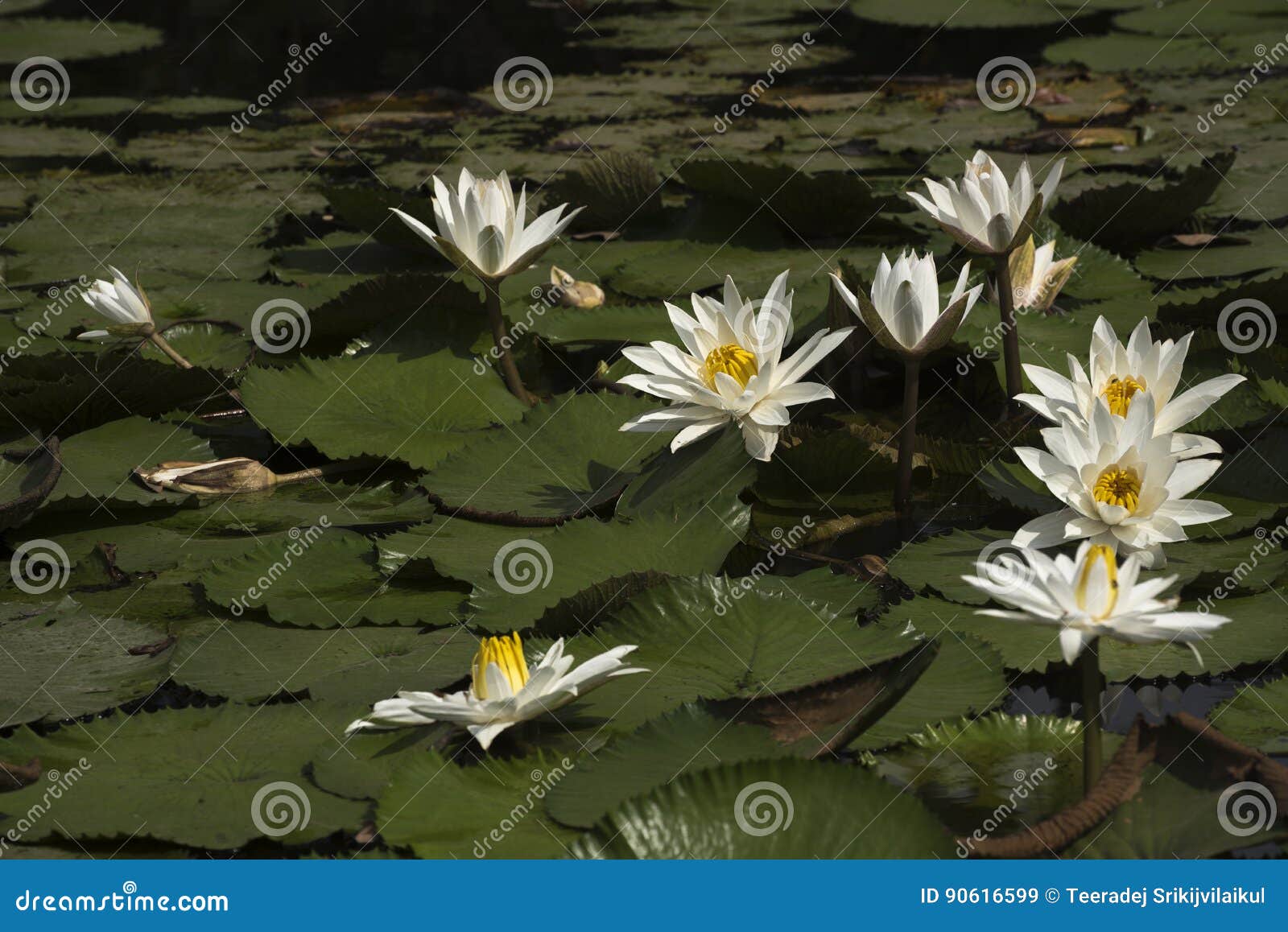 White lotus stock image. Image of leaf, nature, green - 90616599