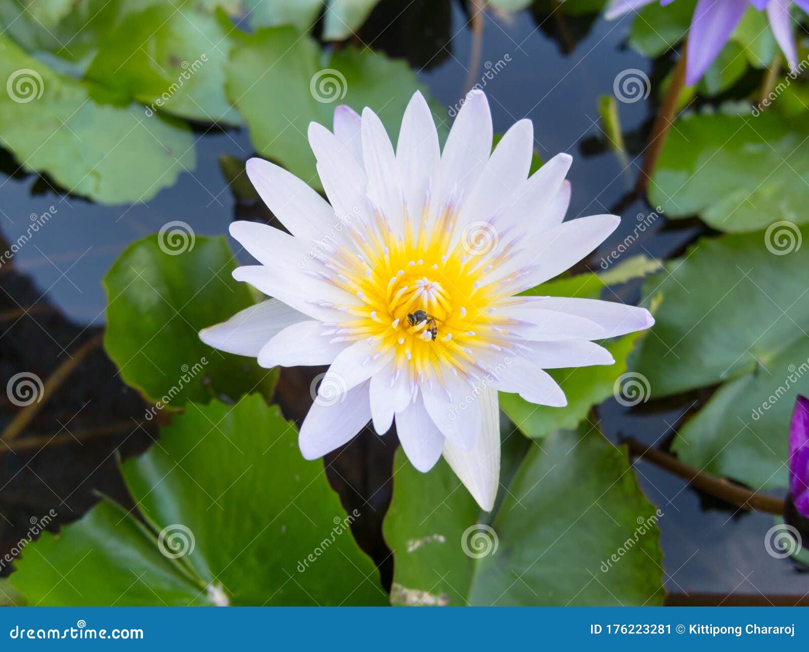White lotus in the pool stock image. Image of blossom - 176223281