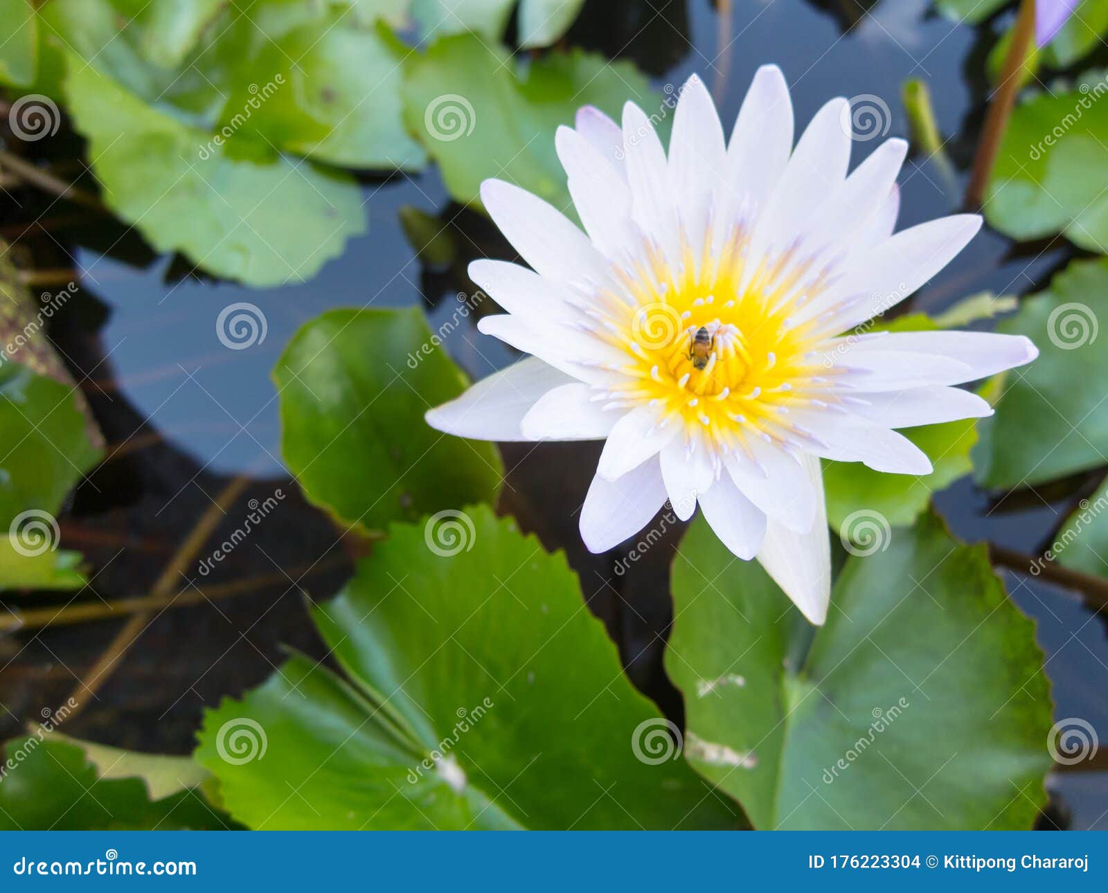 White lotus in the pool stock photo. Image of flora - 176223304