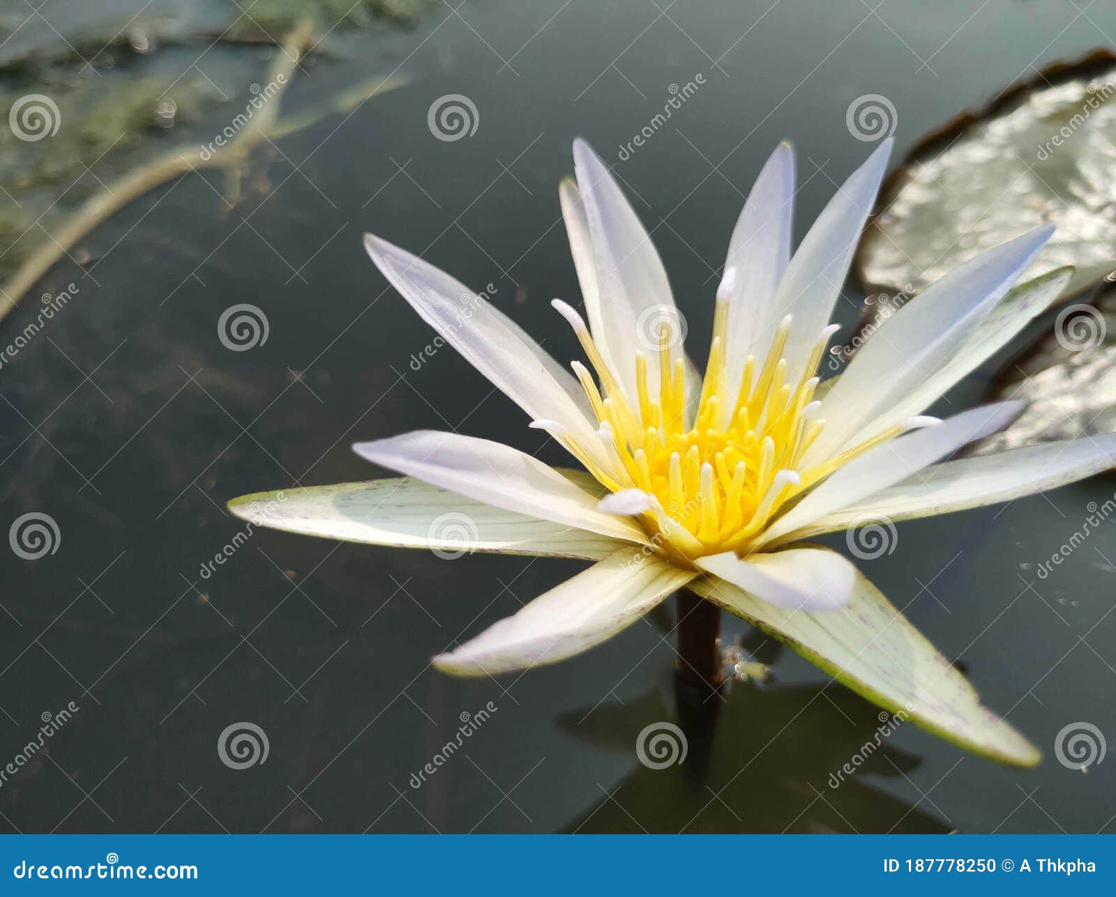 White lotus in the pool stock photo. Image of leaf, plant - 187778250