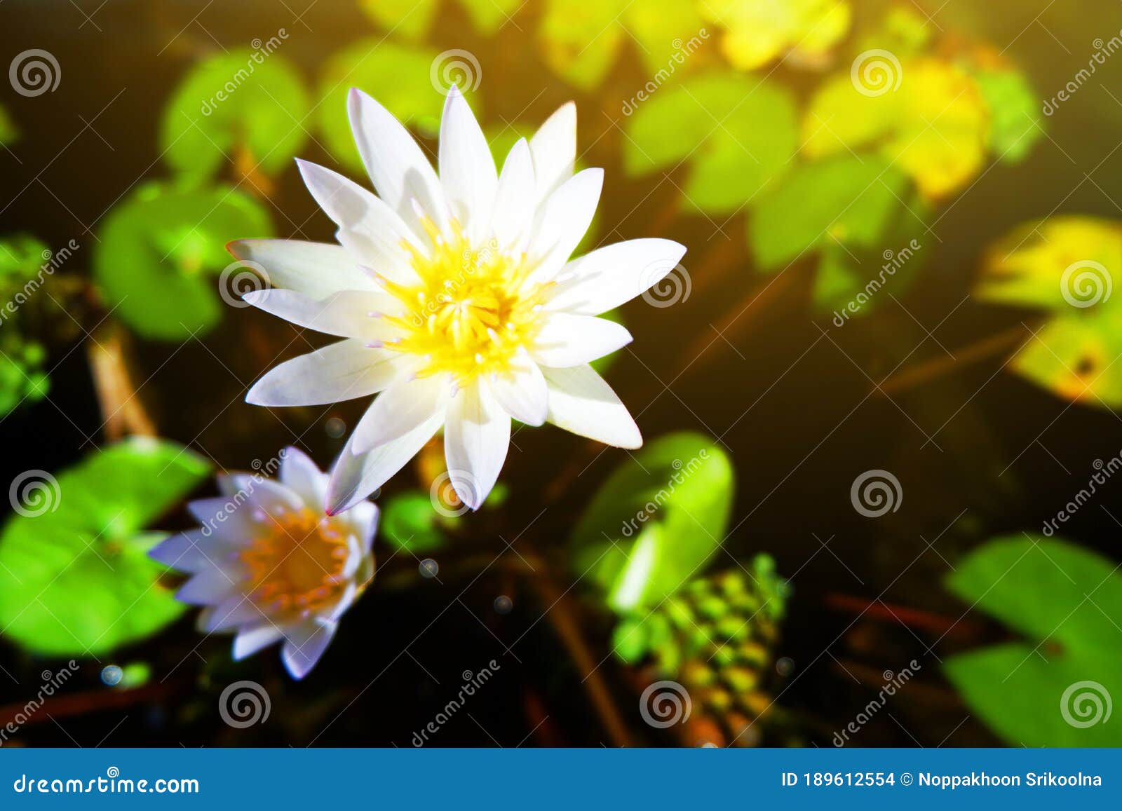White lotus in pool stock photo. Image of exotic, isolated - 189612554
