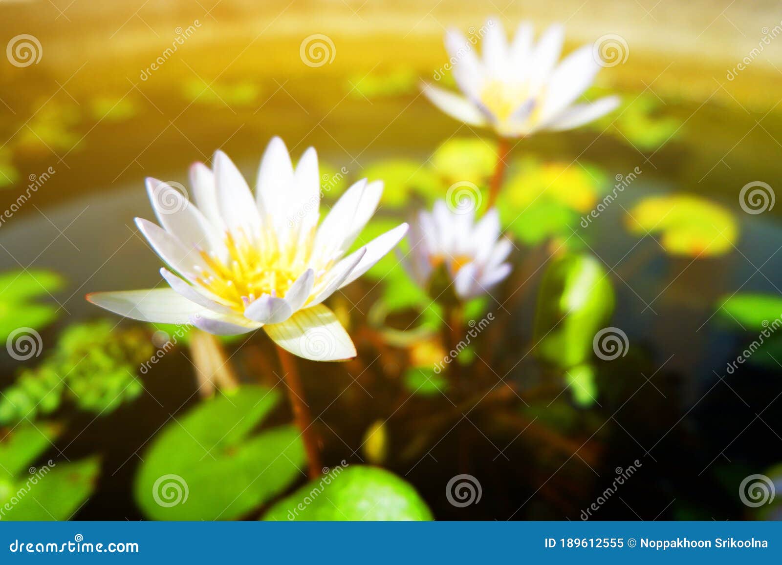 White lotus in pool stock image. Image of home, natural - 189612555