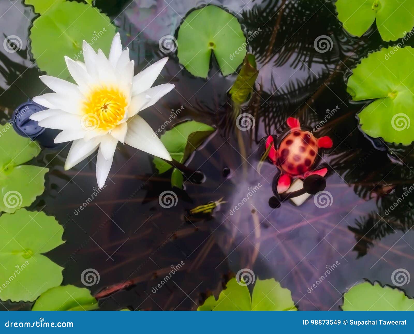 White lotus in the pool stock image. Image of lily, garden - 98873549