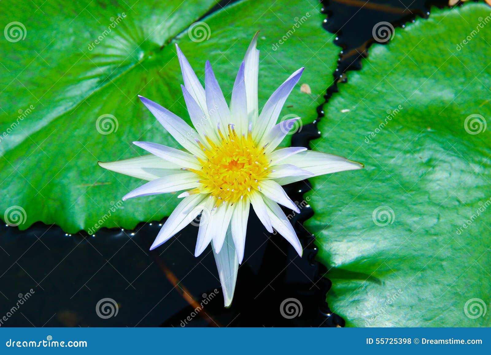 White Lotus stock photo. Image of lagoon, flower, white - 55725398