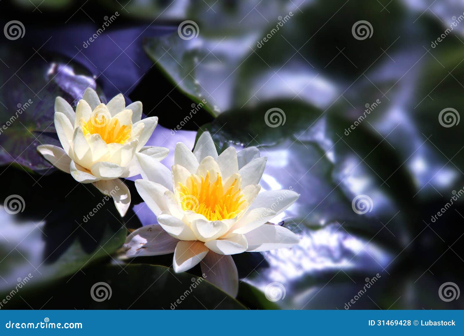 White Lotus on the River stock photo. Image of outdoor - 31469428