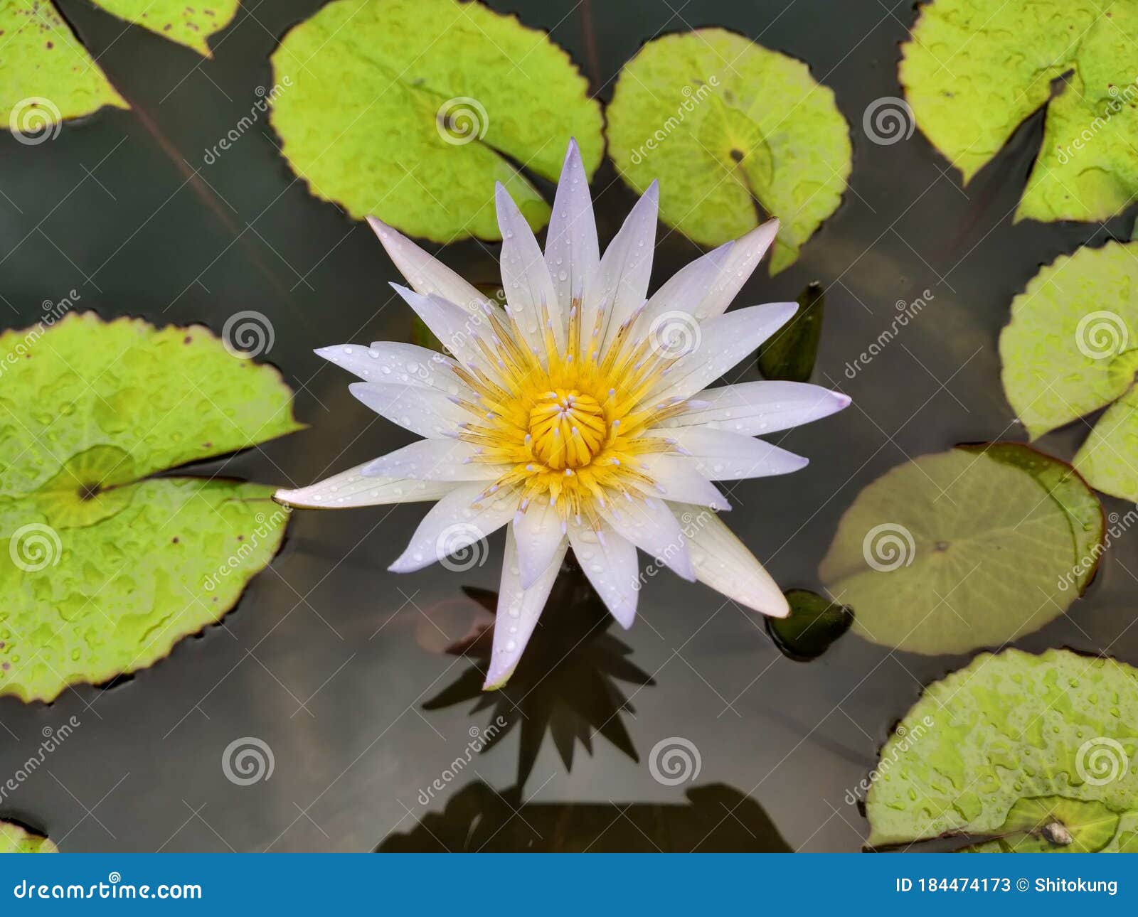 White Lotus in River Thailand Natural Stock Image - Image of thailand ...