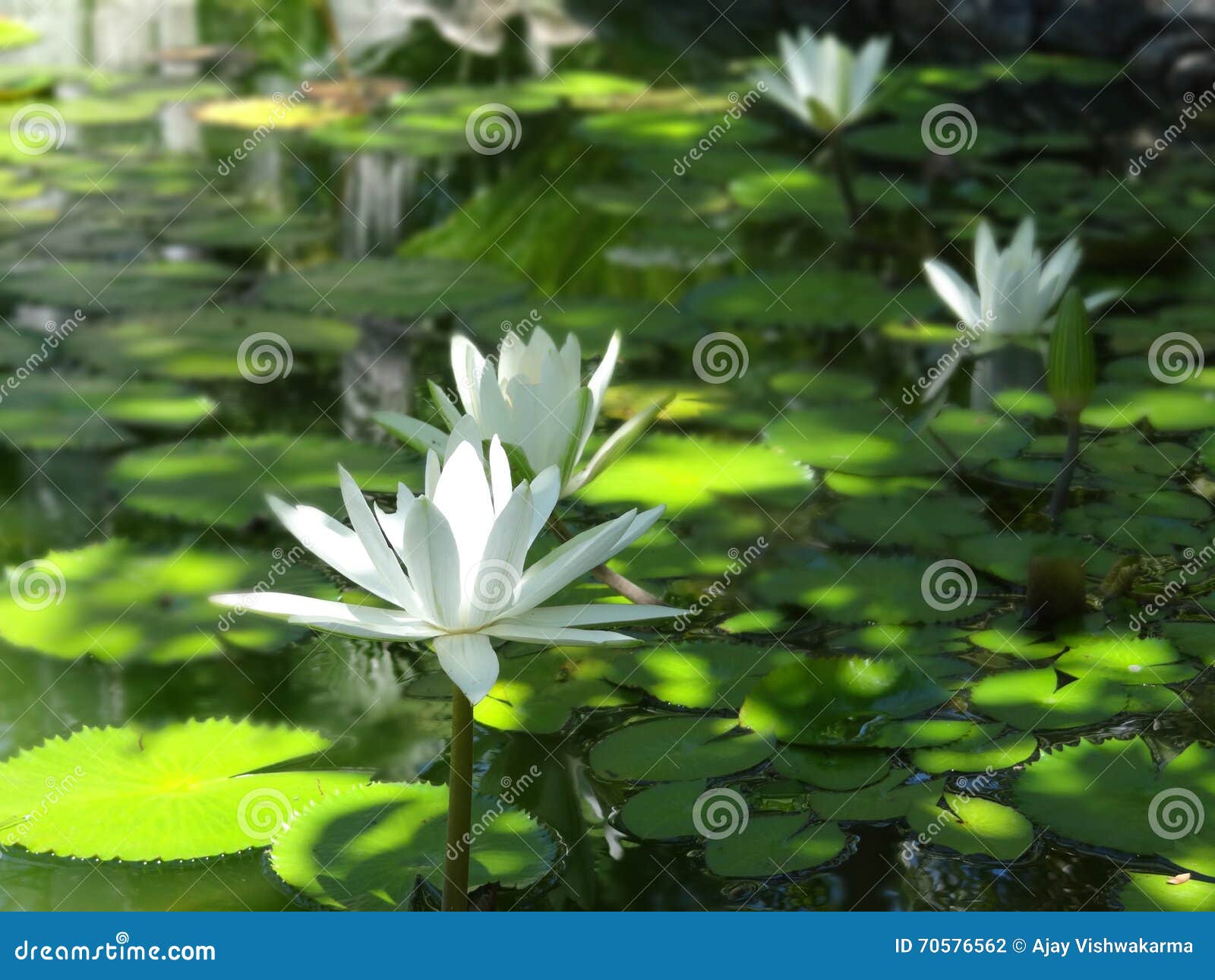 White Lotus stock photo. Image of lotus, landscape, perfect - 70576562