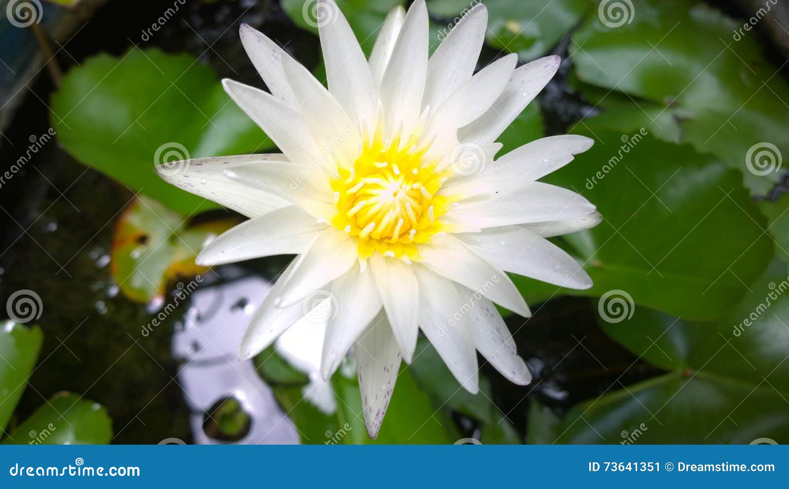 White Lotus of Thailand in the Bath Stock Image - Image of scenics ...