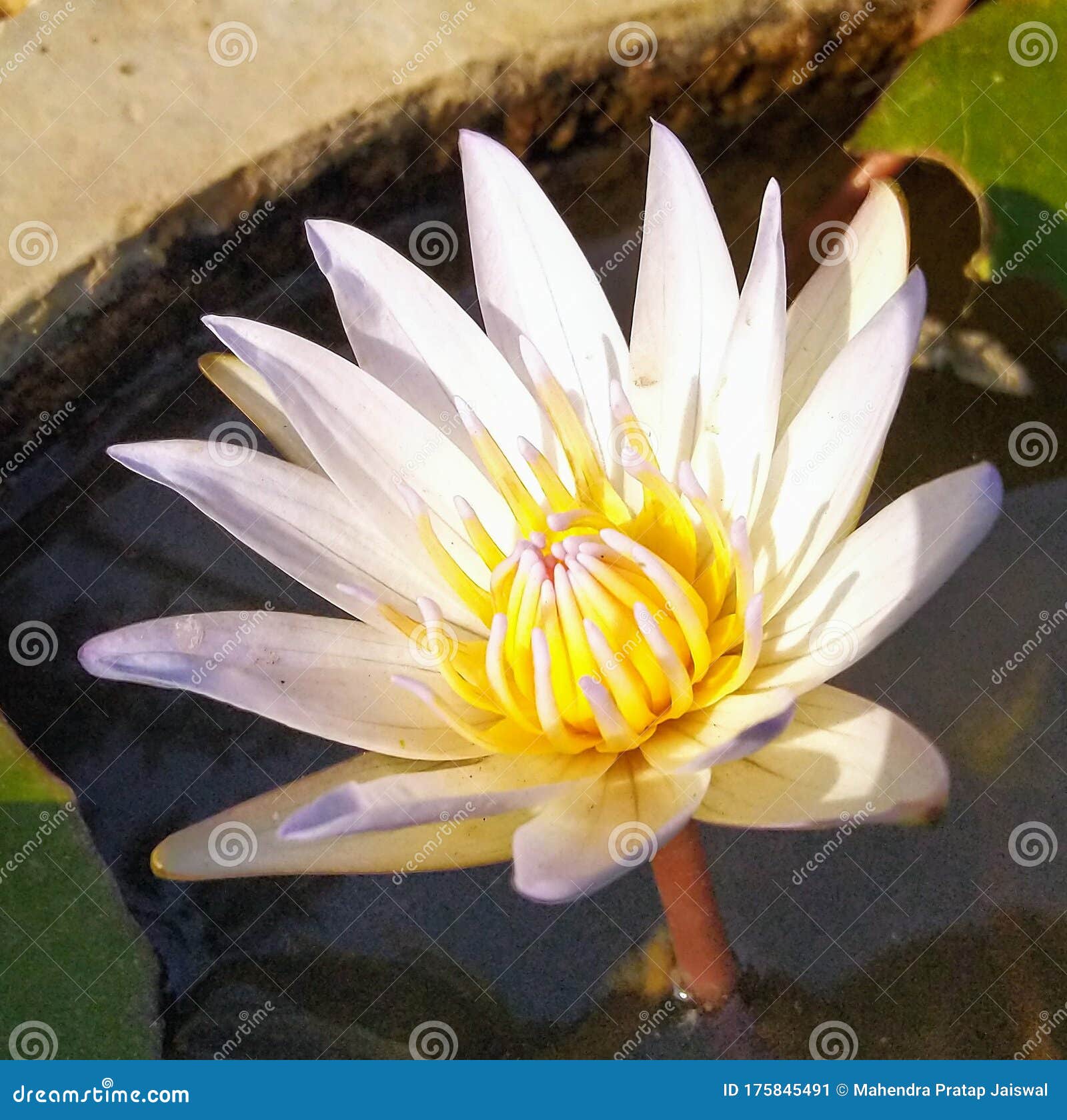 White Lotus in tub stock image. Image of lotus, beautiful - 175845491