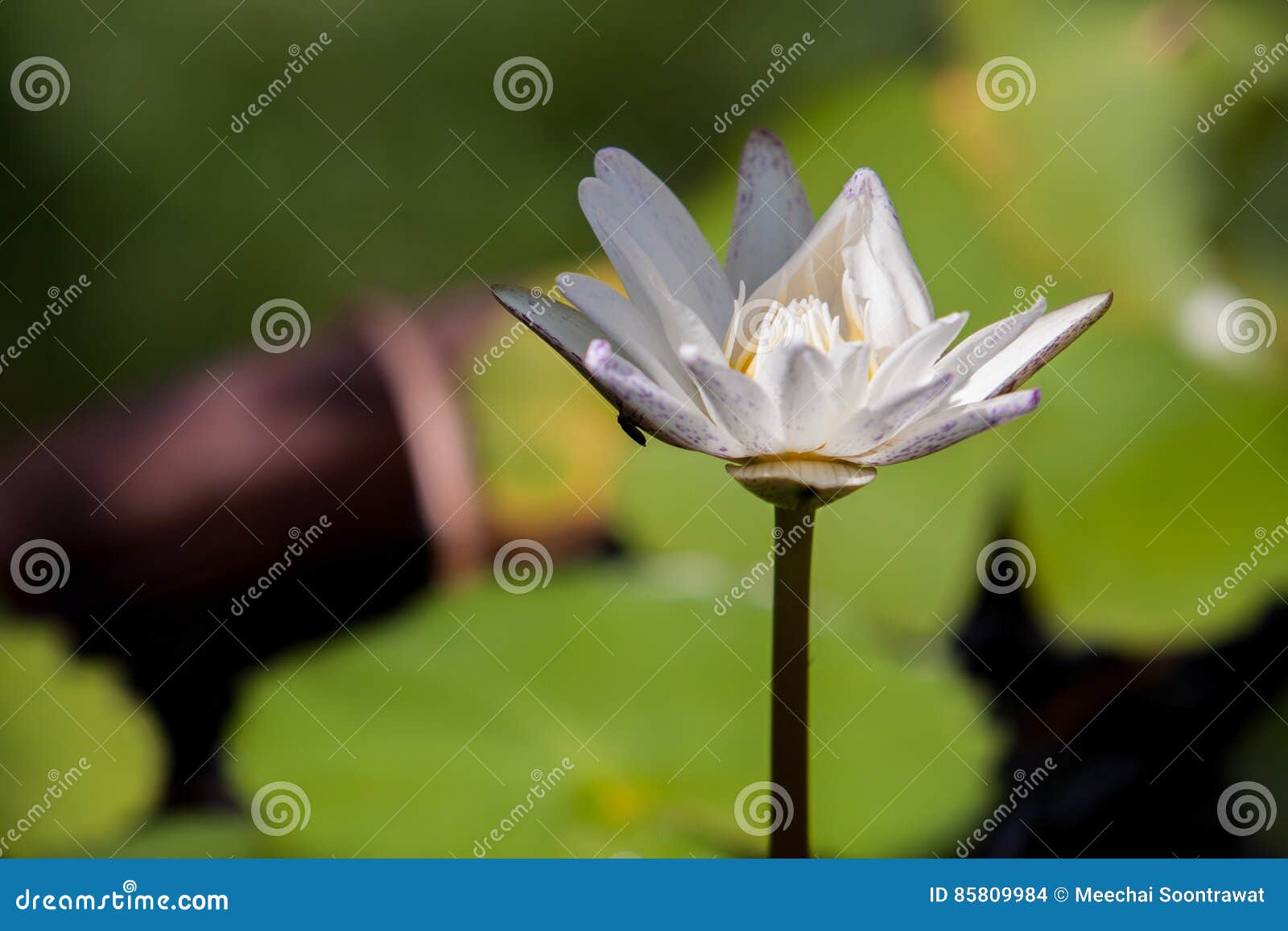White lotus water stock photo. Image of flower, llotus - 85809984