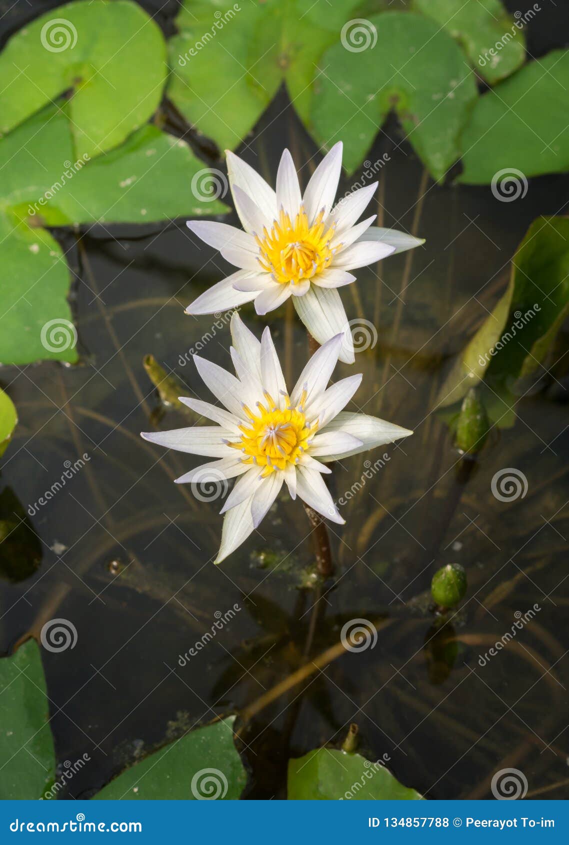 White Lotus on Water Surface Stock Photo - Image of aquatic, color ...