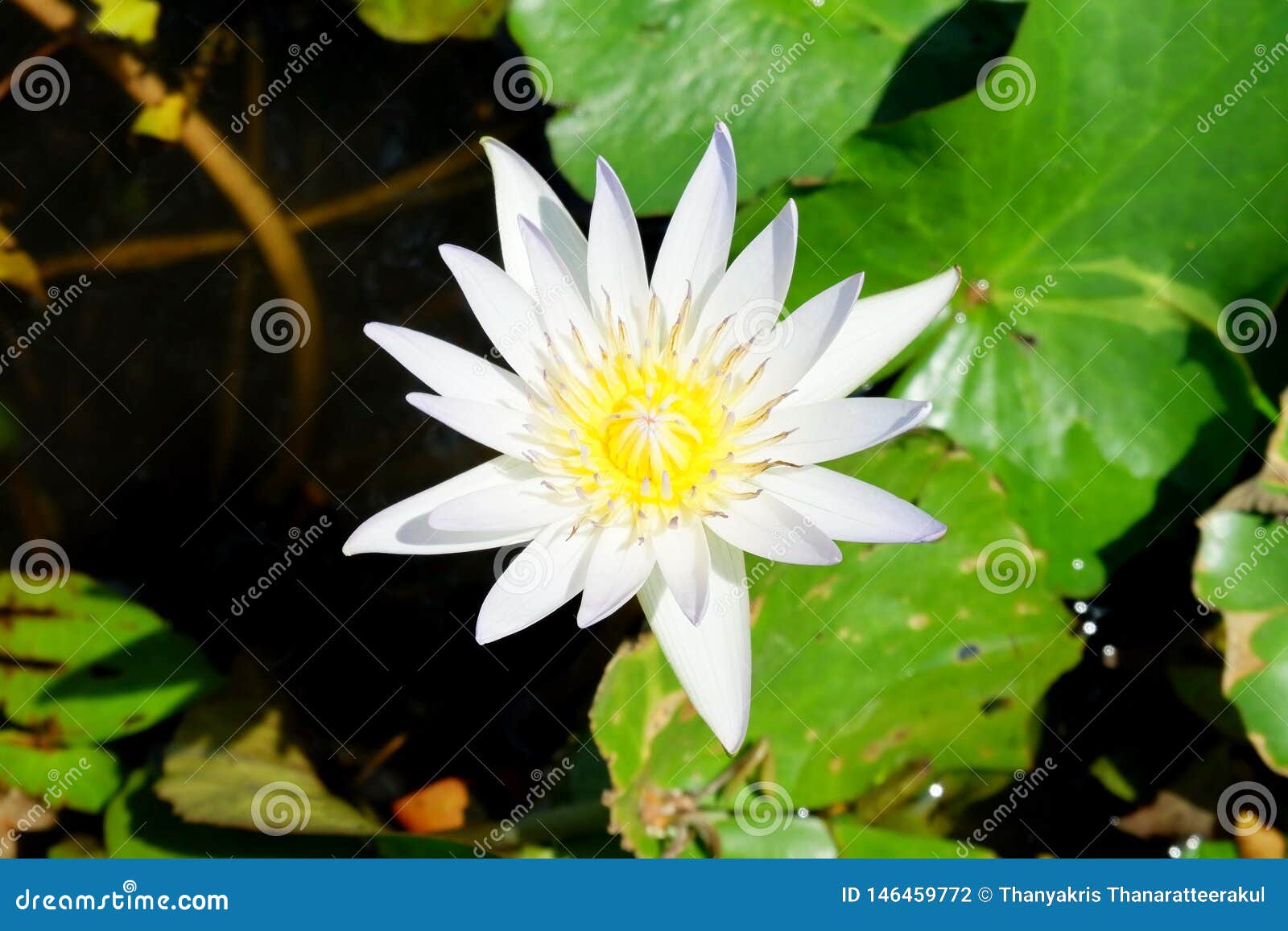 White lotus on the water. stock photo. Image of waternvery - 146459772