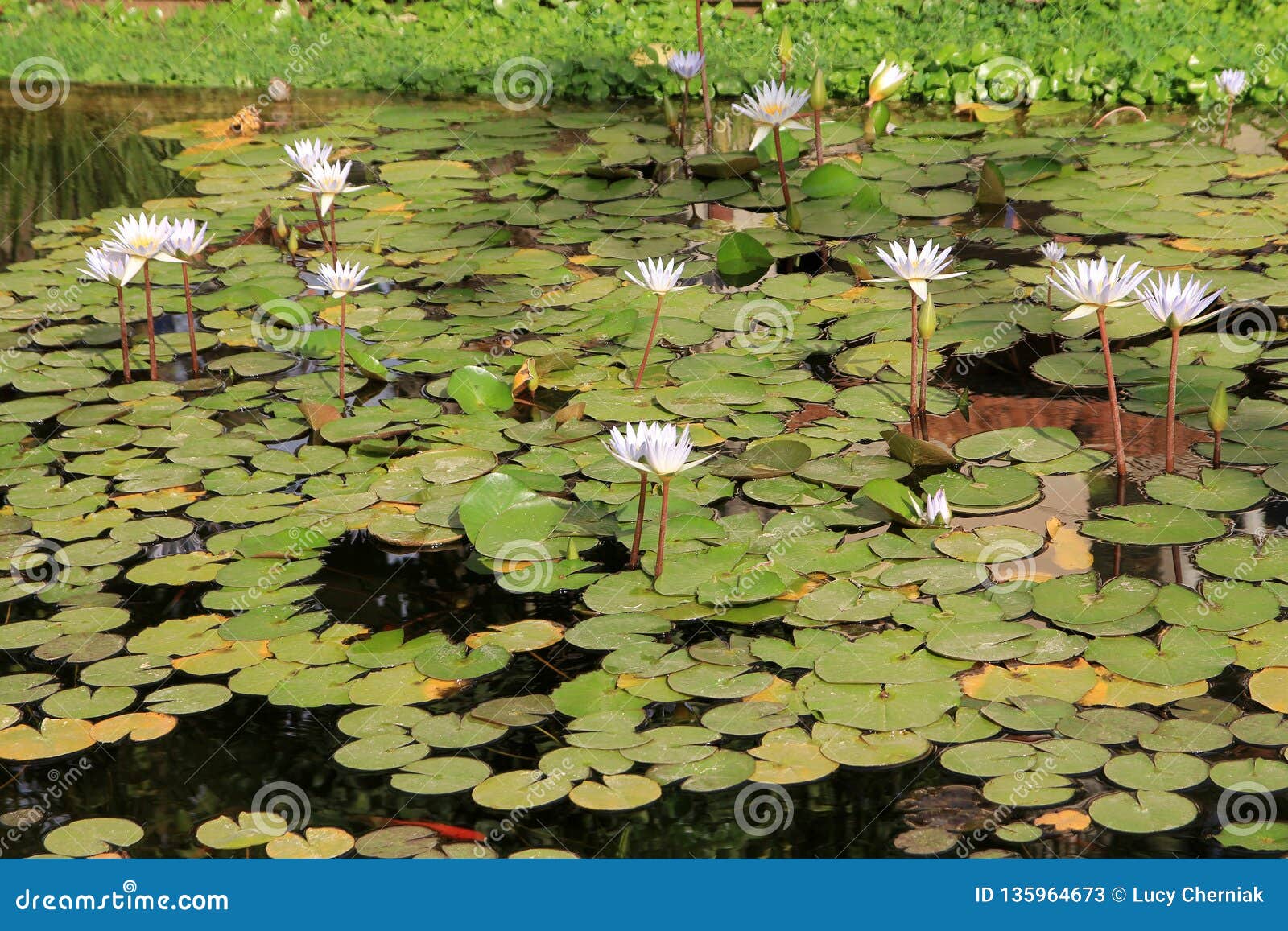 White Lotuses stock image. Image of nature, leaves, blooming - 135964673