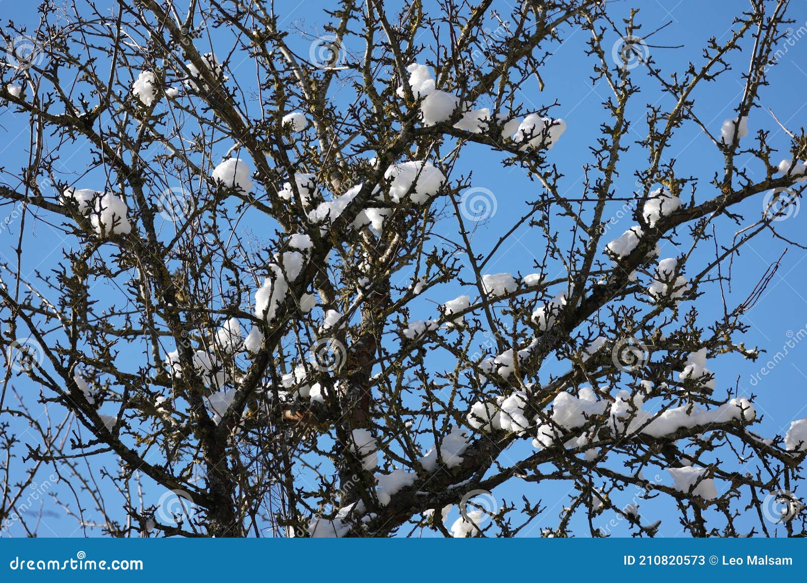 White Lumps of Snow Stuck on Tree Branches Stock Image - Image of ...