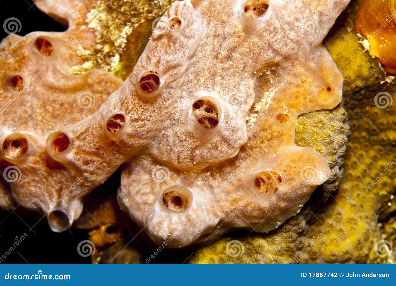 White Lumpy Encrusting Sponge Stock Photo - Image of roatan, sponge ...