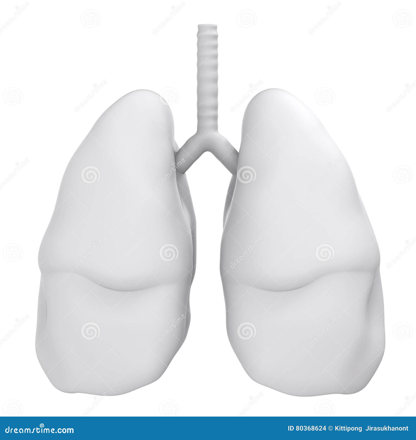 White lungs stock photo. Image of organ, physiology, breathe - 80368624