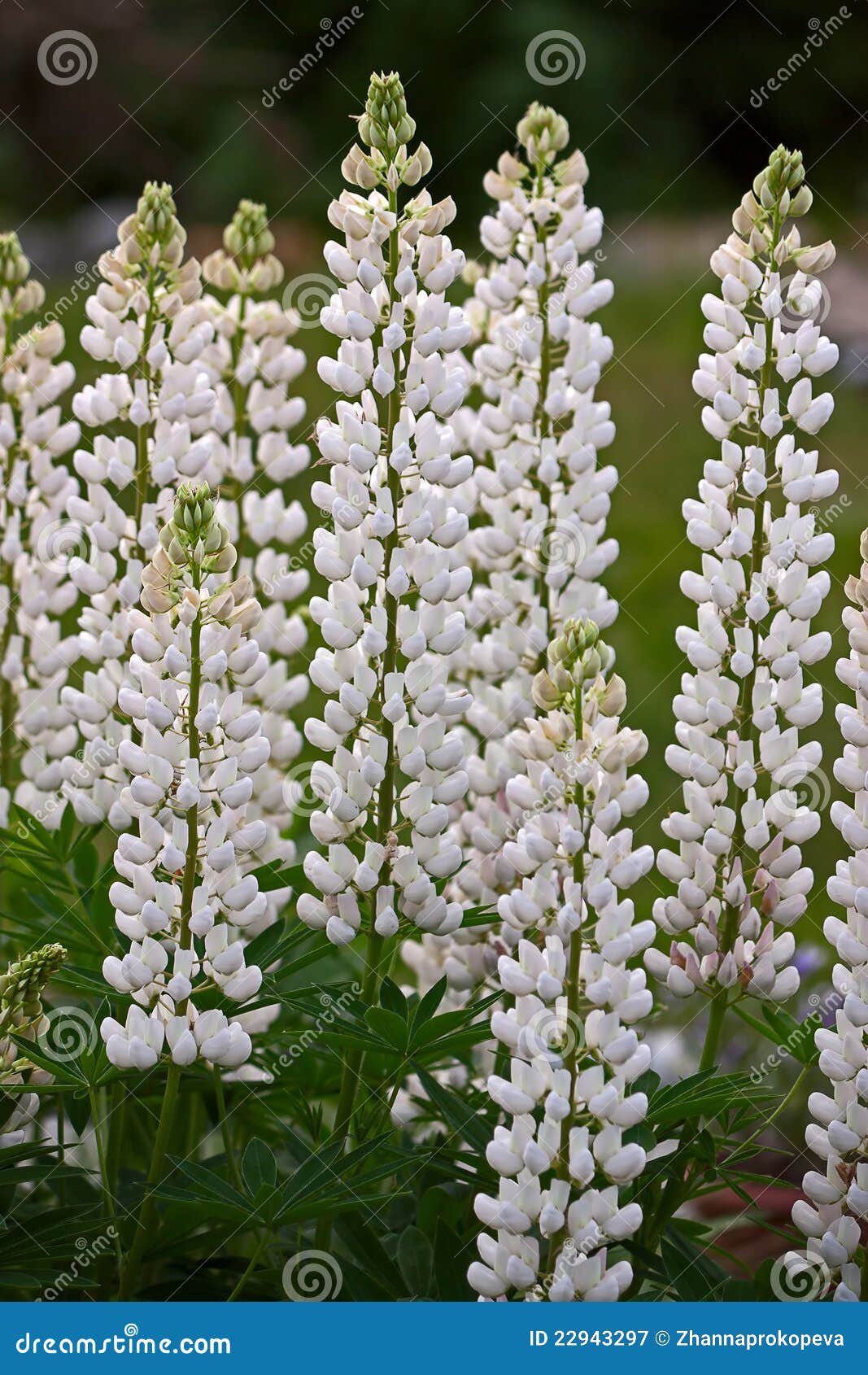 White Lupin stock image. Image of background, summer - 22943297