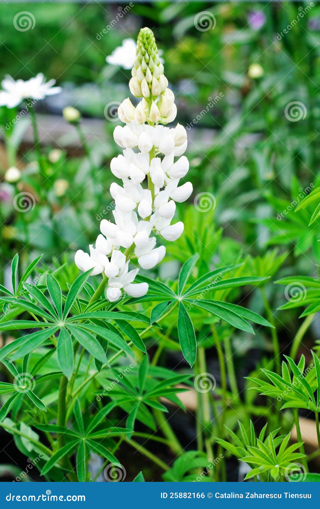 White Lupine Flower (Lupinus Polyphyllus) Stock Photo - Image of lupine ...