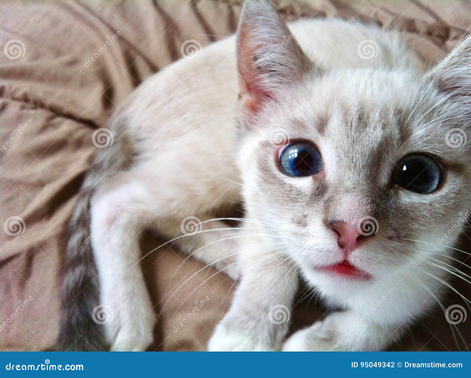 White Lynx Point Kitten stock photo. Image of point, animal - 95049342