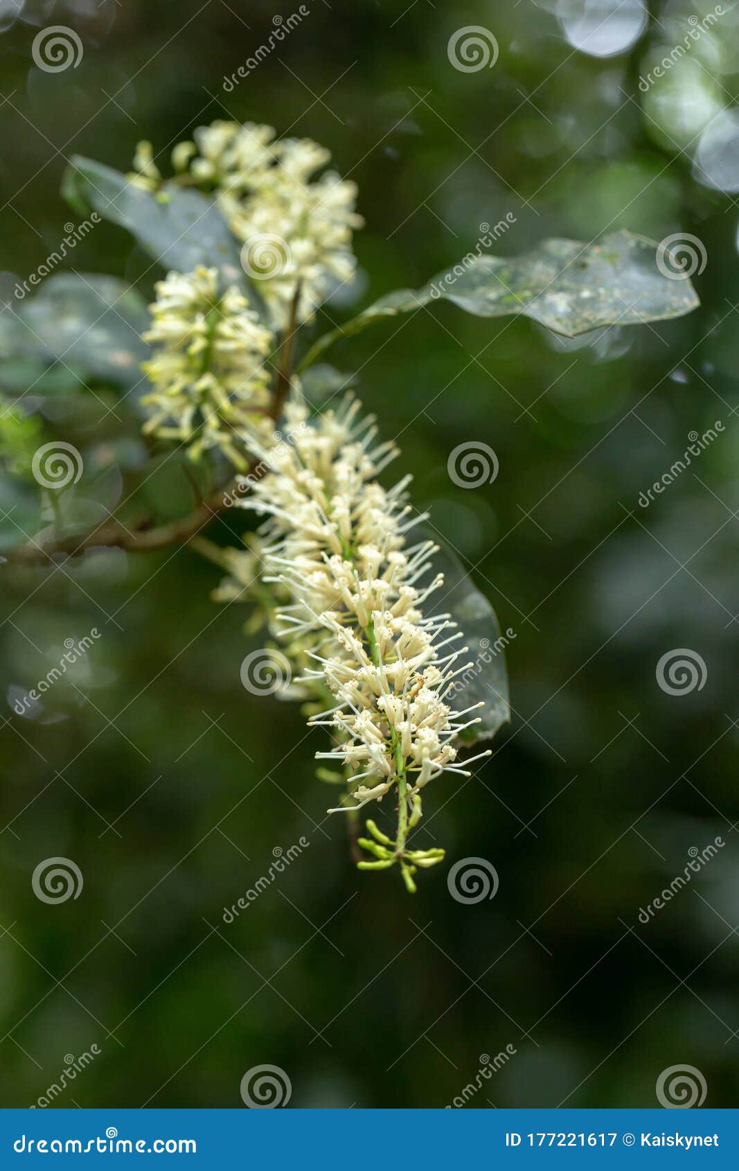 White Macadamia Flowers on Tree in the Valley, Thailand Stock Image ...