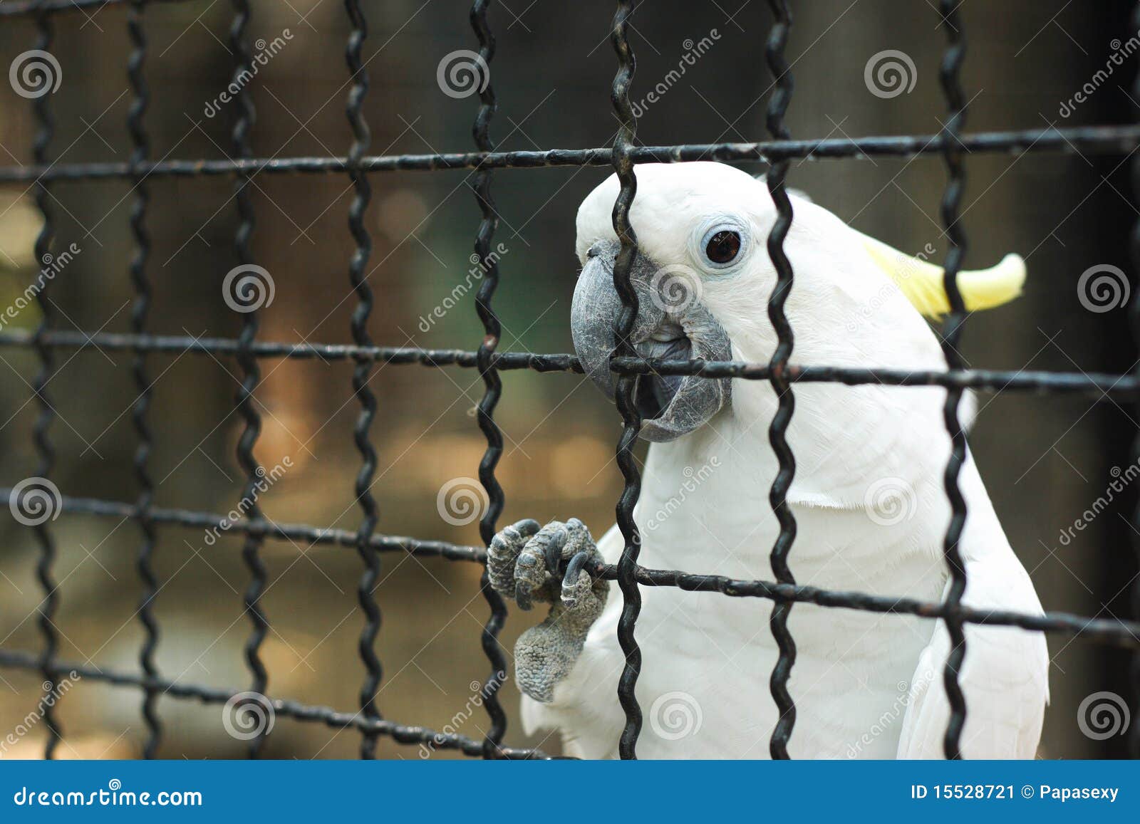 White Macaw stock image. Image of bird, feathers, feather - 15528721