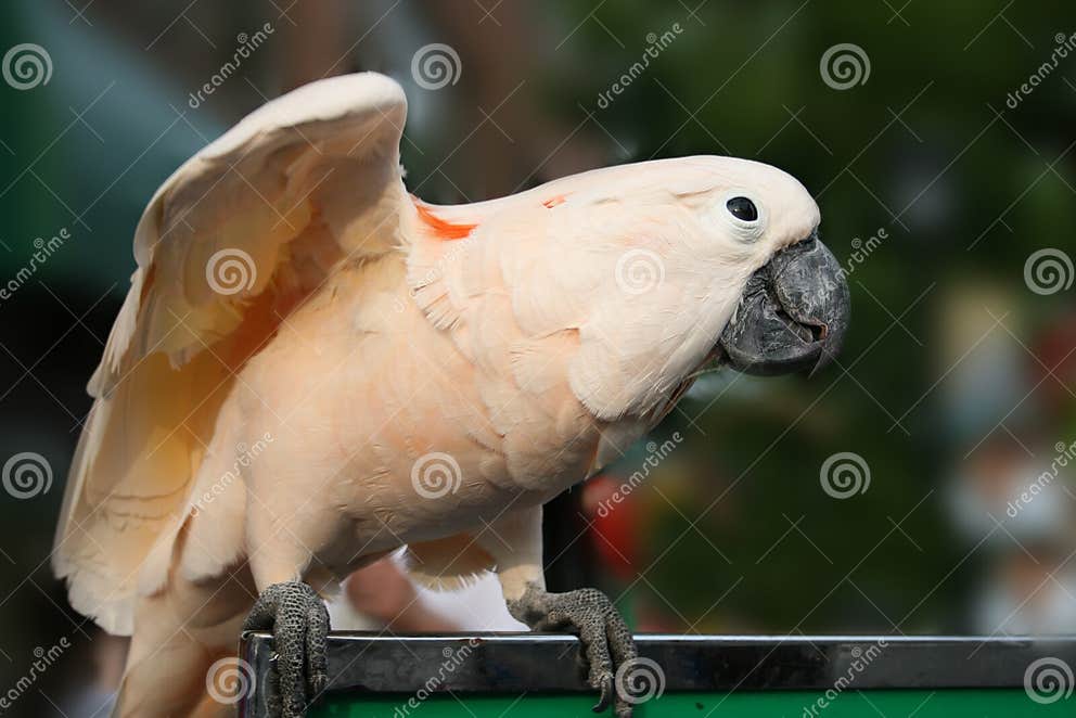 White Macaw stock image. Image of wing, wildlife, nature - 2538289