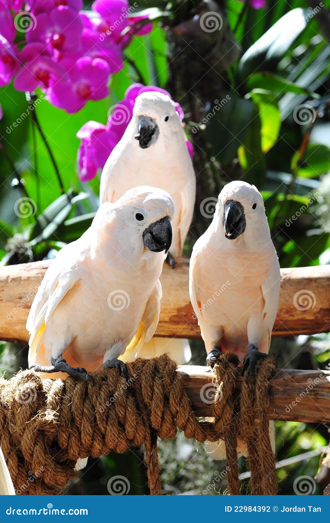 White macaws stock photo. Image of specie, park, wing - 22984392