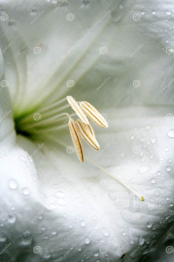 White madonna lily stock photo. Image of beautiful, colors - 3174118
