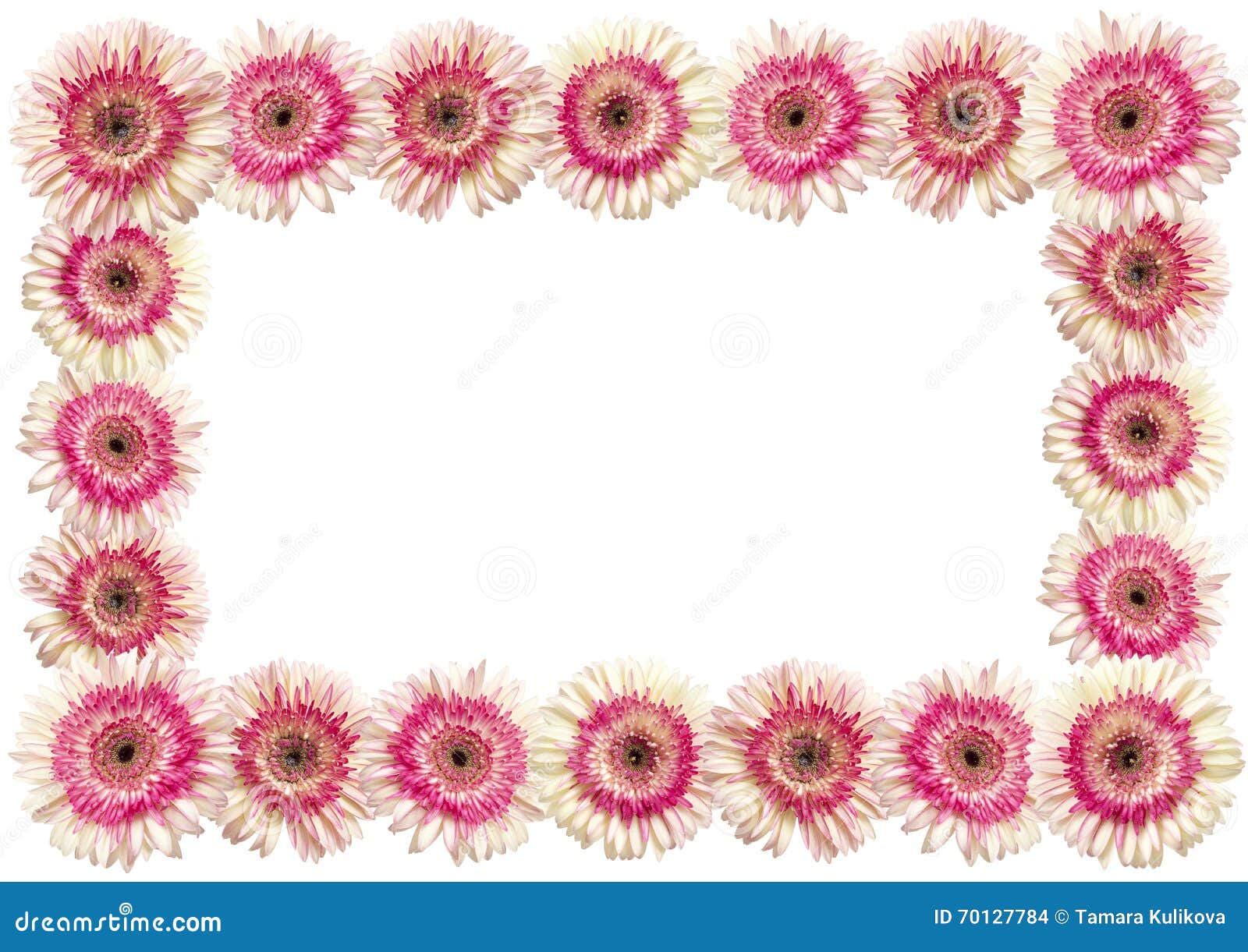 White and Magenta Gerbera Frame Stock Photo - Image of isolated ...