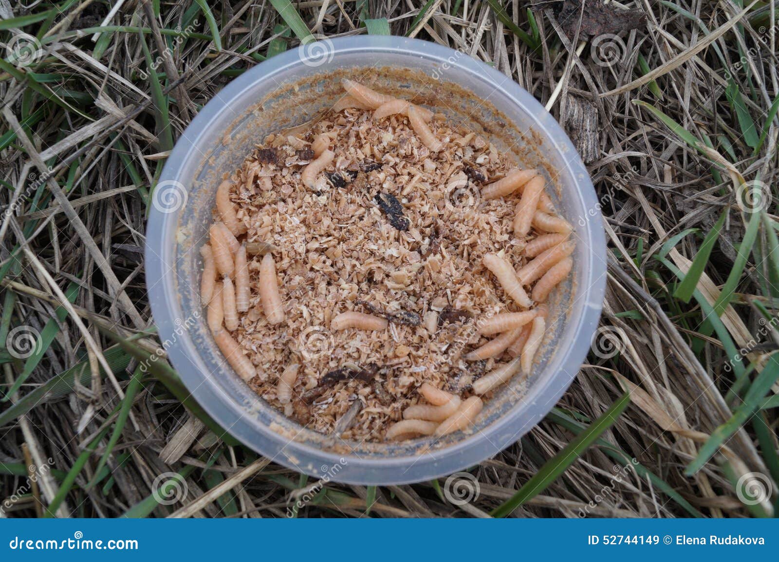 White Maggot - Bait for Fish Stock Image - Image of worm, sawdust: 52744149
