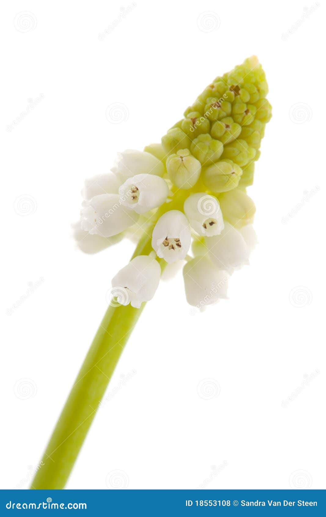 White Magic Flower of Muscari Botryoides Stock Photo - Image of grapes ...
