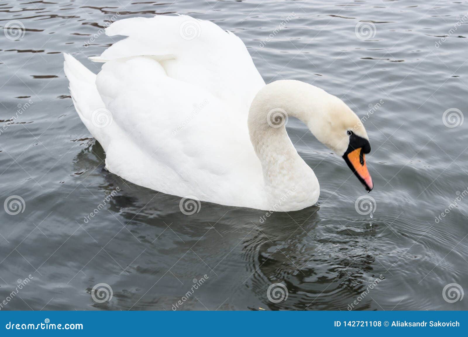 White Magic Swan Drinking Water Stock Photo - Image of cold, water ...