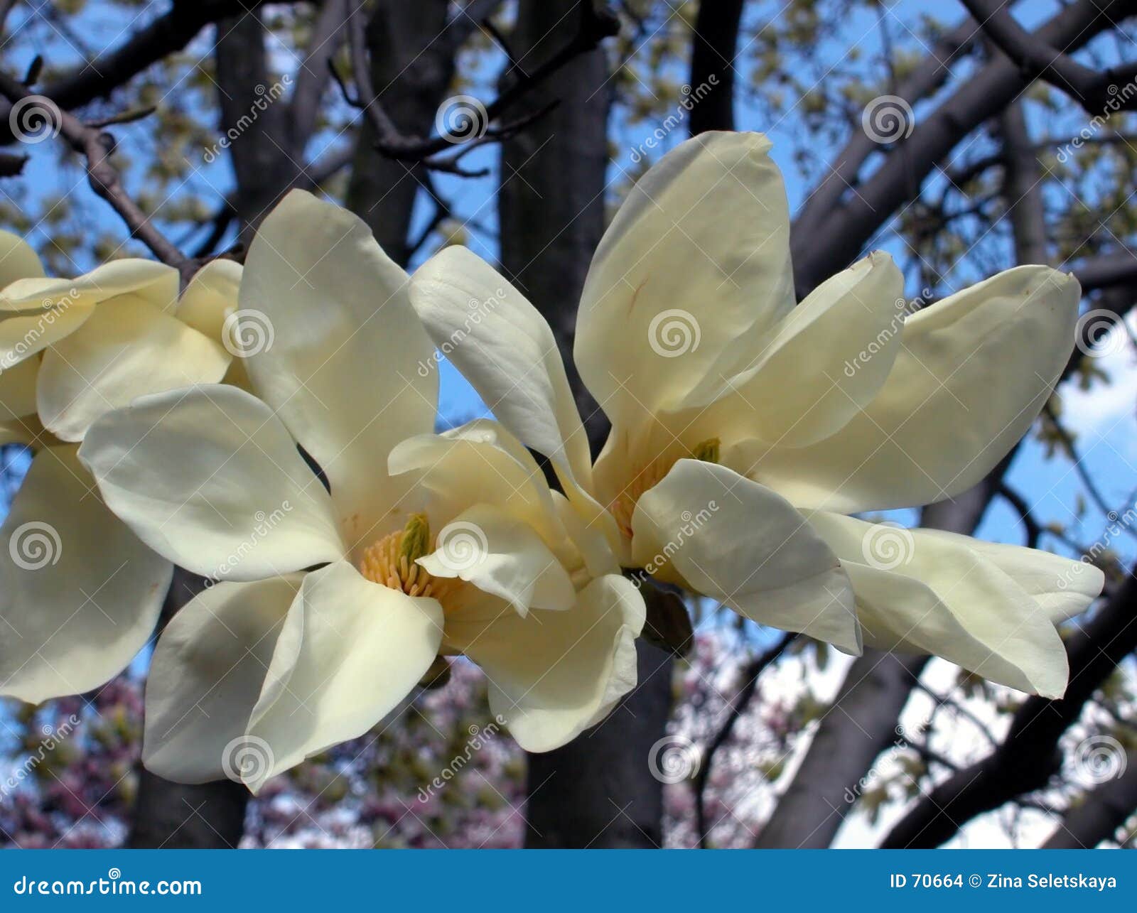 White magnolia stock photo. Image of growth, blossom, magnolia - 70664