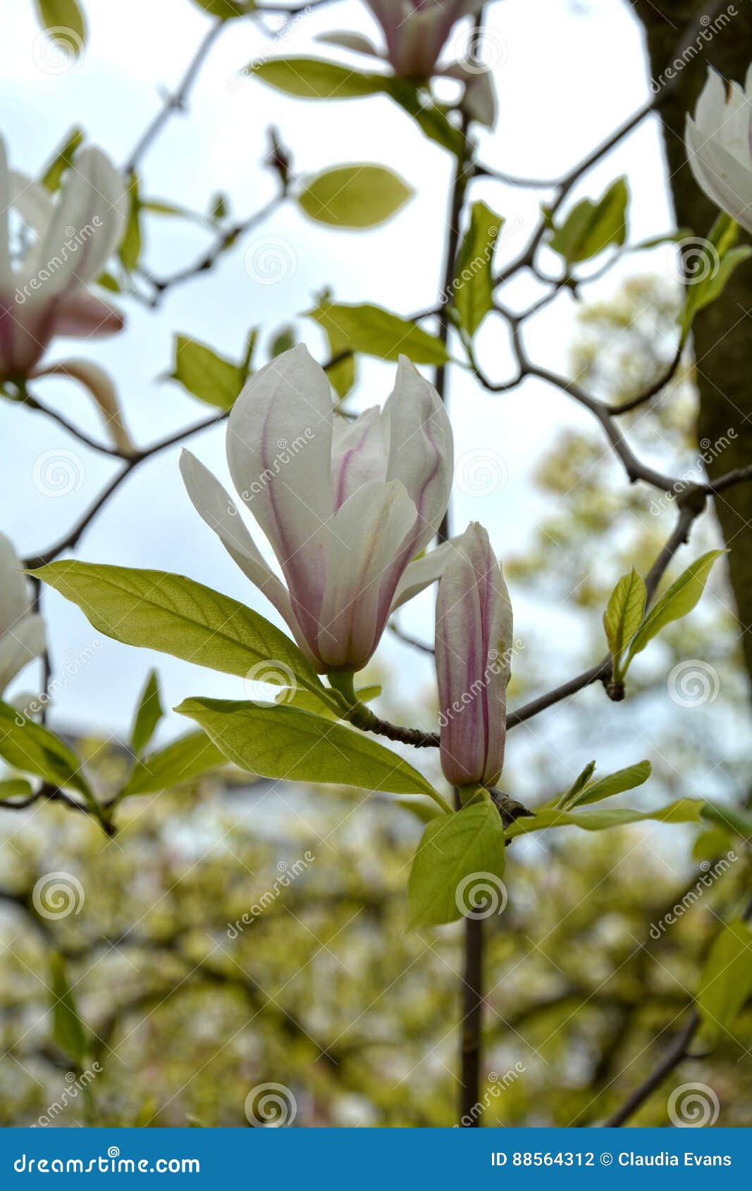 White Magnolia Blossoms on the Tree Magnoliaceae Stock Photo - Image of ...