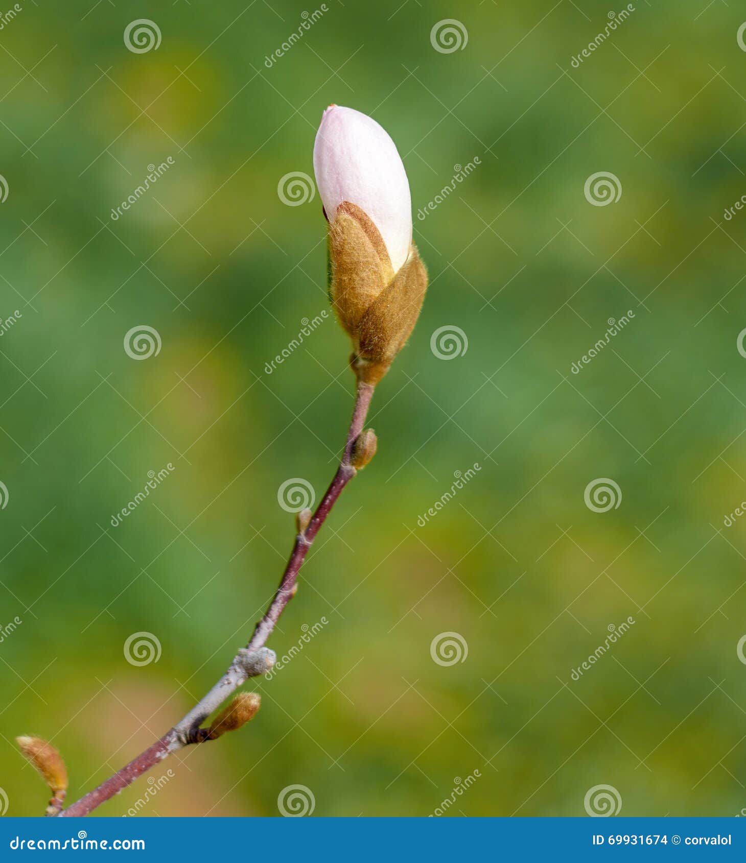 White Magnolia Buds in Spring Stock Photo - Image of delicate, macro ...