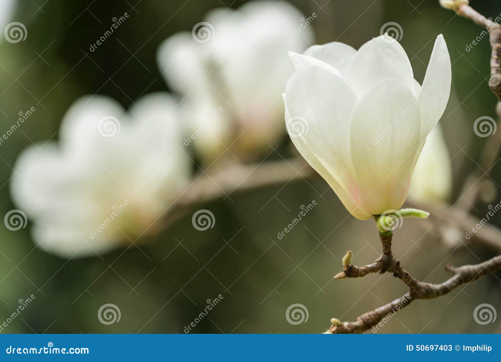 White magnolia stock image. Image of outdoor, life, magnolia - 50697403