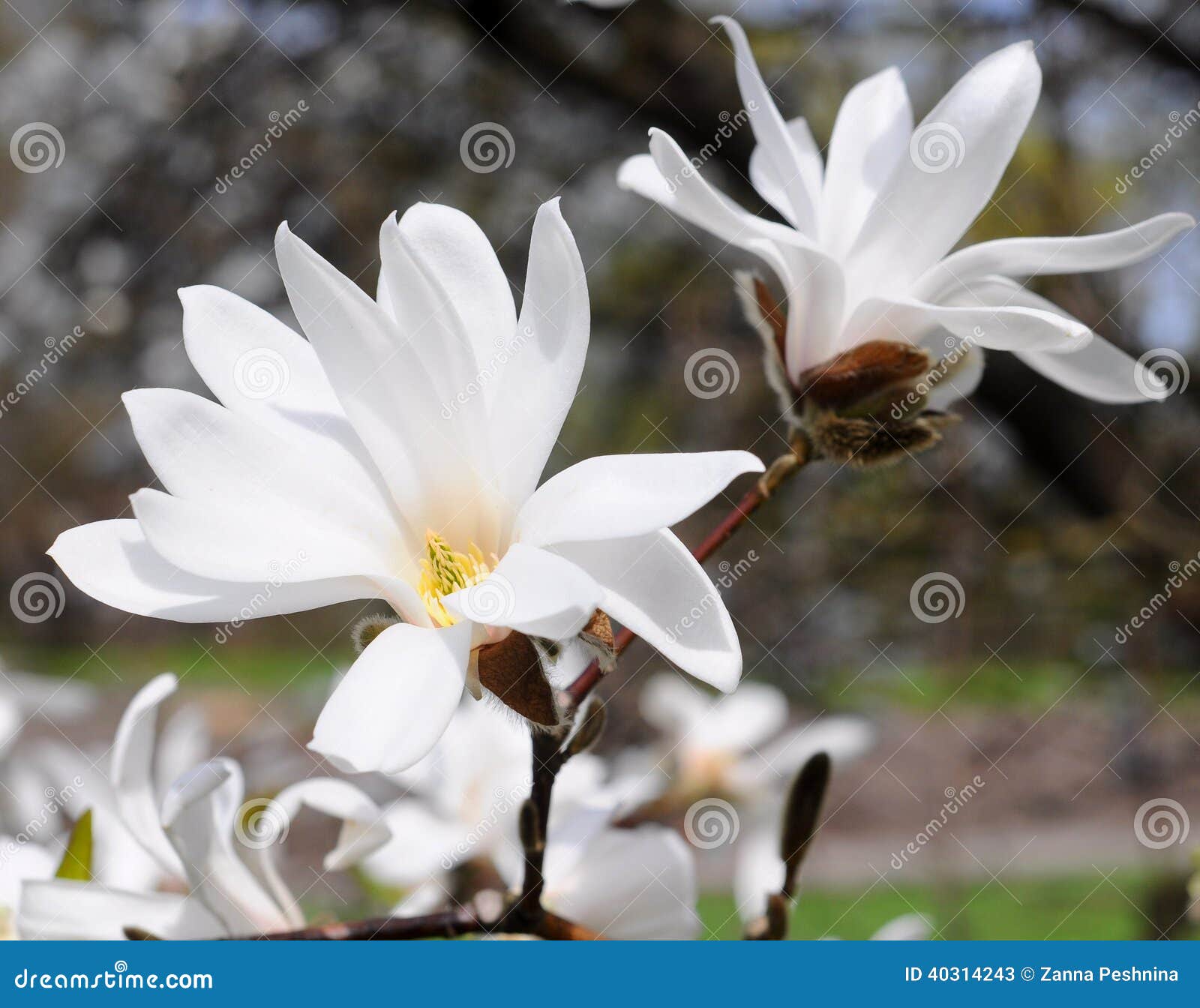 White magnolia flower stock image. Image of garden, beautiful - 40314243
