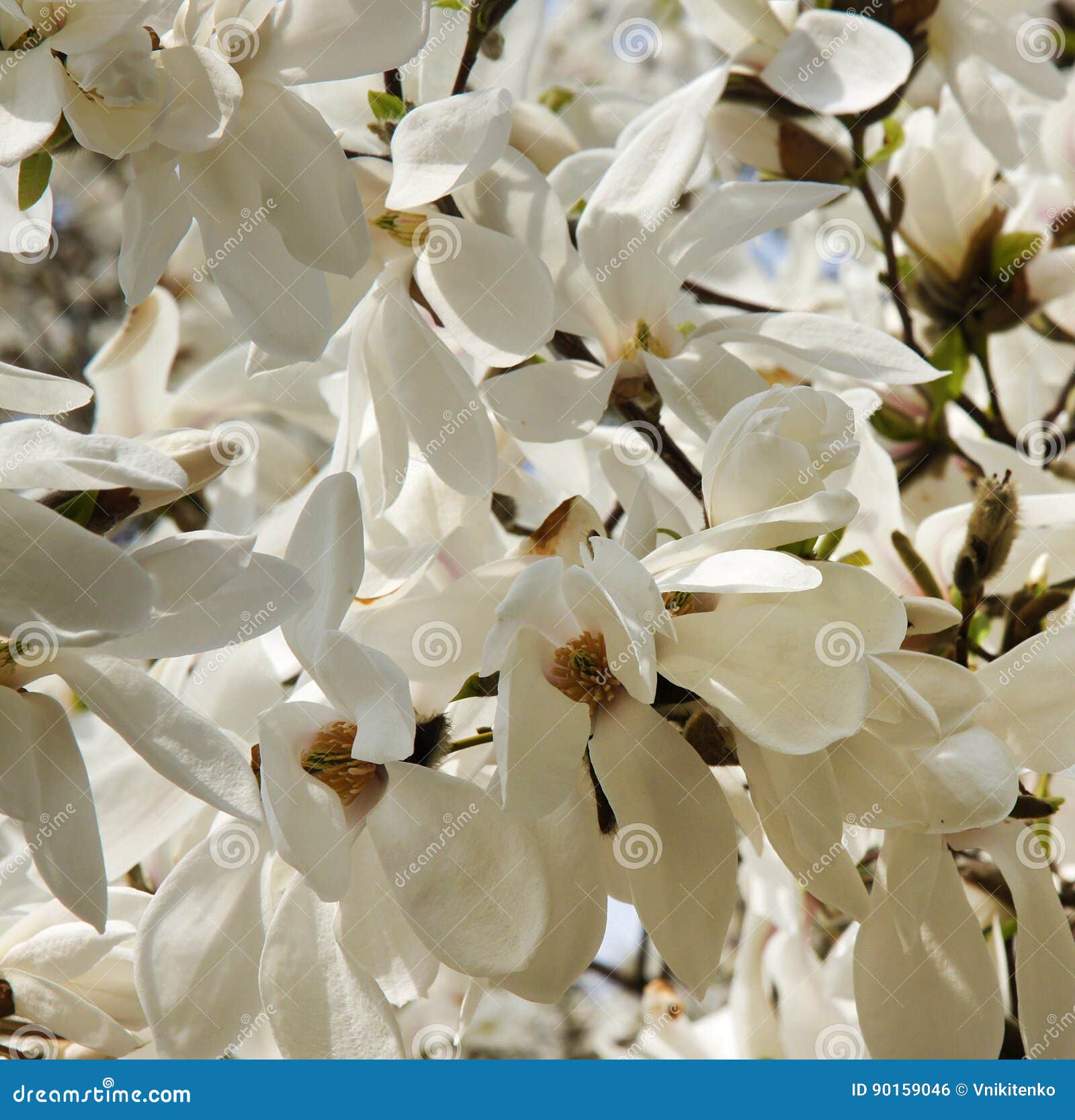 White Magnolia flower stock photo. Image of plant, southern - 90159046