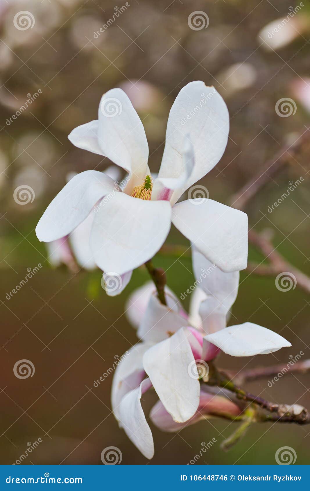 White magnolia flower stock photo. Image of macro, beautiful - 106448746