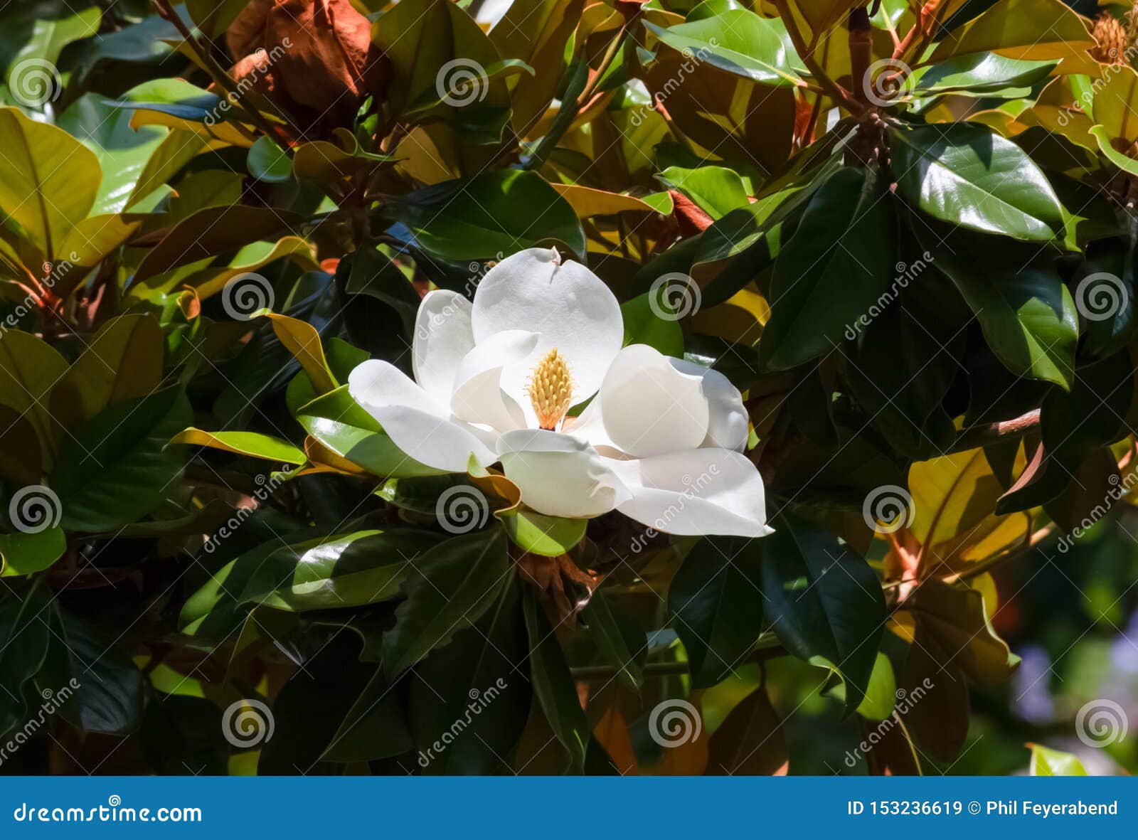 White Magnolia Flower Closeup in a Tree Stock Image - Image of blooming ...