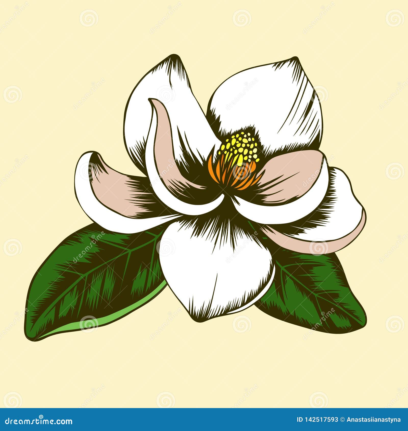White Magnolia Flower With Green Leaves Stock Vector Illustration Of