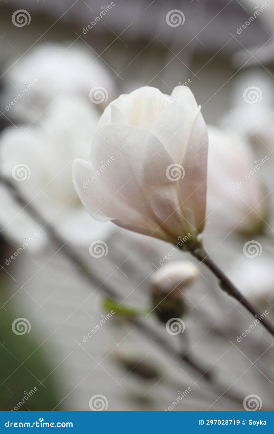 White Magnolia Flower, Side View Stock Image - Image of garden, blossom ...