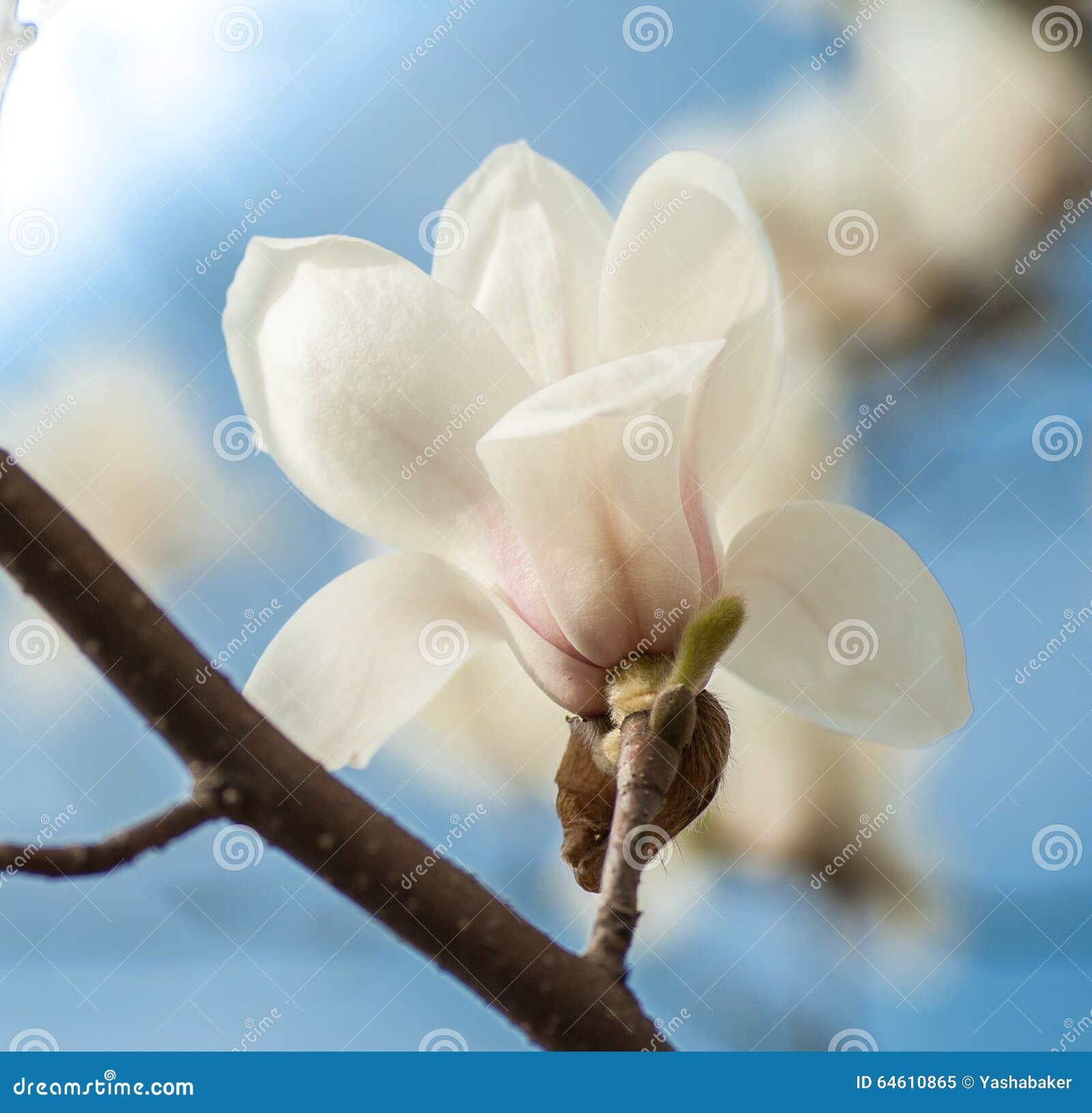 White Magnolia Flower stock image. Image of florist, garden - 64610865
