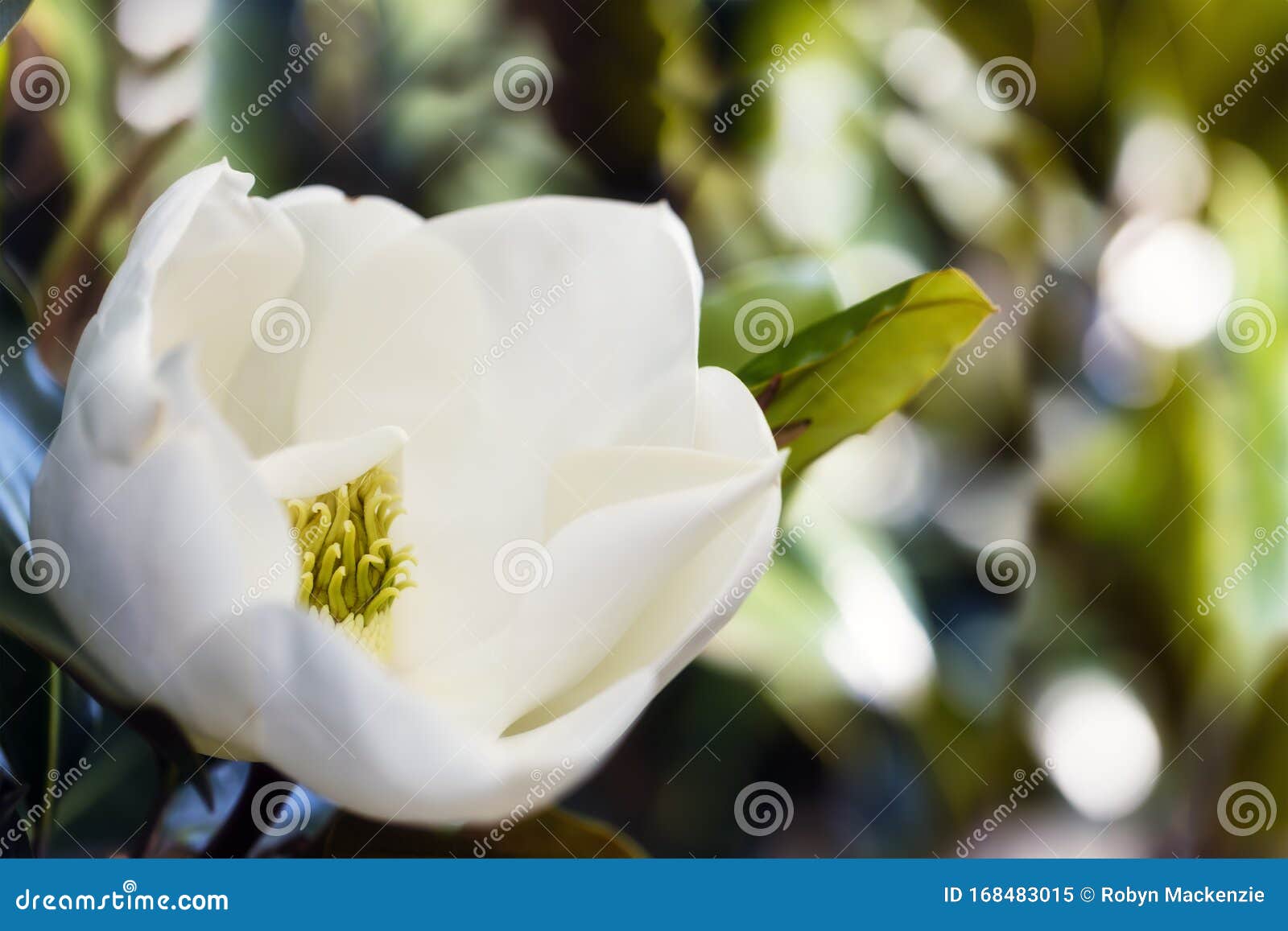 White Magnolia Flower on Tree Stock Image - Image of evergreen, focus ...