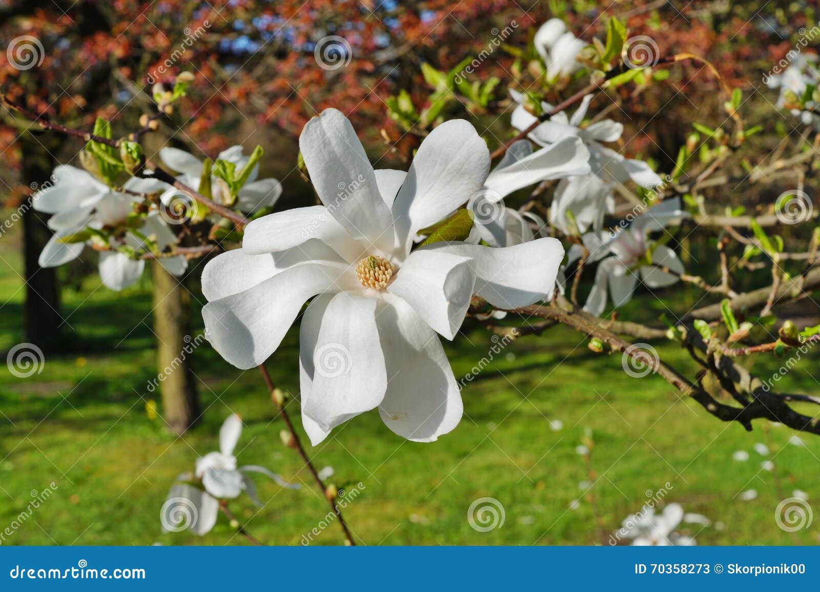 White Magnolia - Flowering Tree Stock Image - Image of blurry, blooming ...
