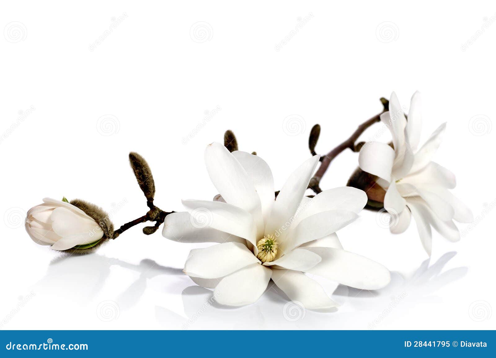 White magnolia flowers stock image. Image of summer, spring - 28441795